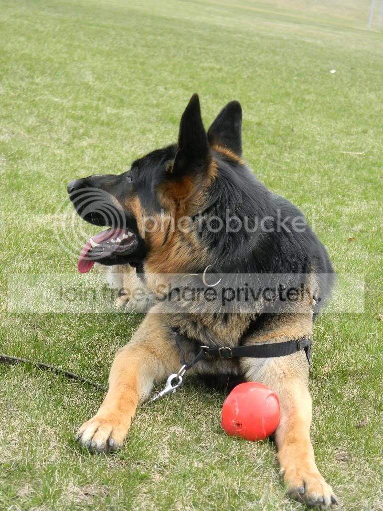 Show me your Saddle Back! | German Shepherds Forum