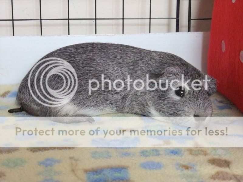 Guinea Pig Math Schimpf Style. - Page 19 - Guinea Lynx Forums